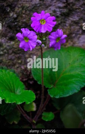Beautifull flowers of sikkim, flowering plants in Sikkim, tourist ...