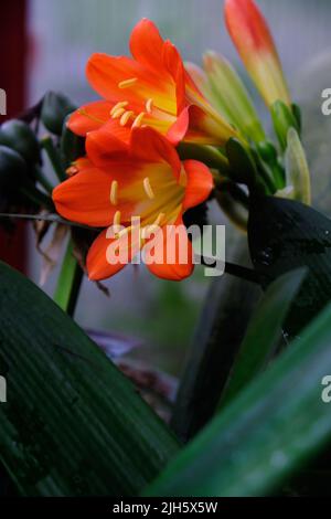 Beautifull flowers of sikkim, flowering plants in Sikkim, tourist ...