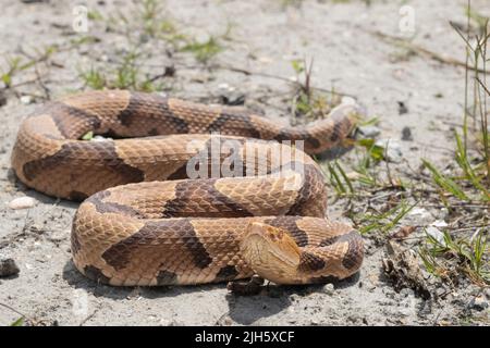 Eastern Copperhead snake from Coastal North Carolina - Agkistrodon ...