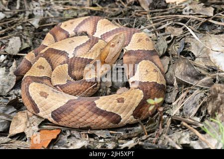 Eastern Copperhead snake from Coastal North Carolina - Agkistrodon ...
