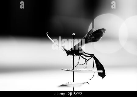 pinned ichneumon wasp specimen in an entomology insect collection Stock ...