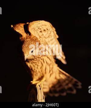 A young falcon spreads its wings, close-up photo, against a black ...