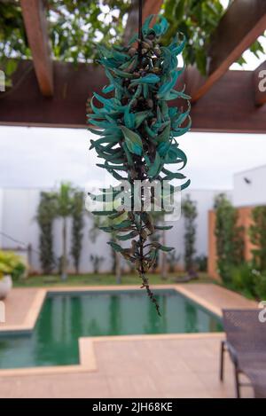 Blue jade plant hanging from a tree on Maui Stock Photo - Alamy