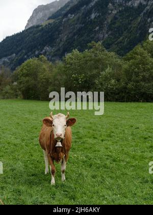a cow grazes in a meadow looking for food among the meager semi-deserts ...