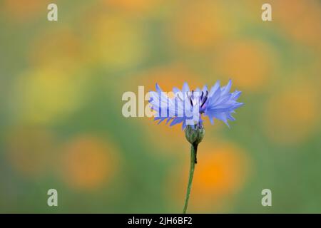Cornflower (Centaurea cyanus), Emsland, Lower Saxony, Germany Stock ...