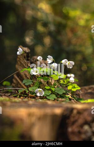 Detail photograph of flowering clover in the Black Forest, Germany ...