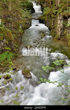 Mountain stream with rapids, Schwarzwasserbach, Schwarzwassertal ...
