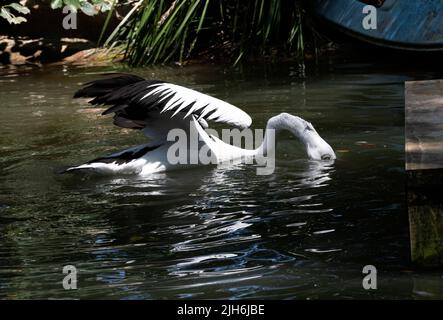 An Australian Pelican (Pelecanus conspicillatus) drinking water in ...