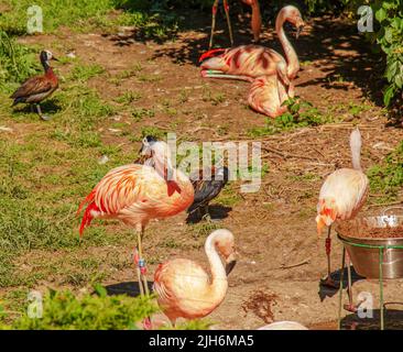 Pink flamingo is a genus of birds from the family of a flaming squad of ...