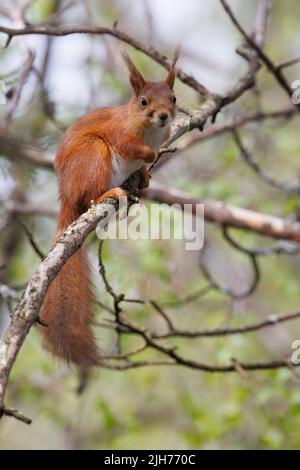 Finland, Kaamanen, Sciurus vulgaris, Red Squirrel Stock Photo - Alamy