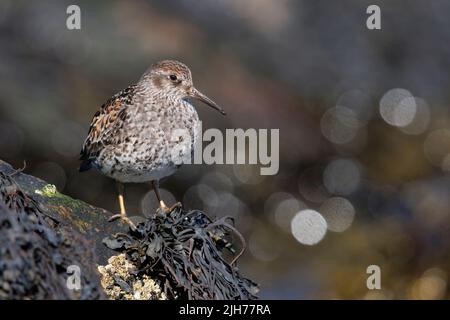 Purple Sandpiper, Vardo, Norway, June 2022 Stock Photo - Alamy