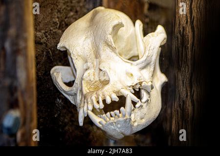 Dog skull on a rustic wooden table. High quality photo Stock Photo - Alamy