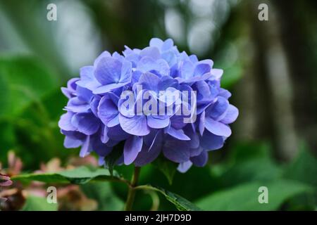 Beautiful flowers of Sikkim, India, flowering plants in Sikkim ...