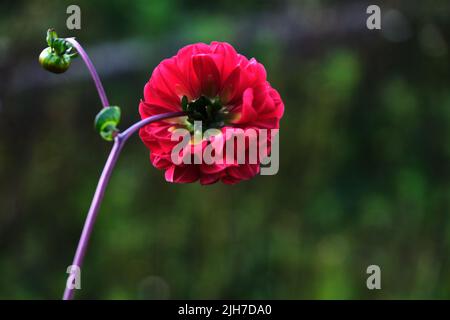 Beautiful flowers of Sikkim, India, flowering plants in Sikkim ...