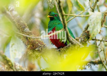 Crested Quetzal (Pharomachrus antisianus) male, Ecuador Stock Photo - Alamy