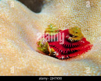 Indonesia Alor Island - Christmas tree worm - Spirobranchus giganteus ...