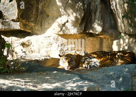 Three tiger cubs lying to rest. Striped fur of the elegant predators ...