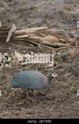 West African guineafowl Numida meleagris galeatus searching for food ...