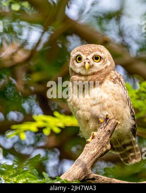 Closeup owl looking straight up with relaxed yellow eyes Stock Photo ...