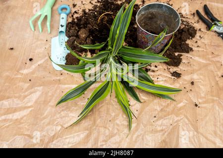 transplant lemon lime plants with tweezers, soil, substrates and ...