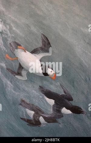 Guillemot & Razorbill flying Stock Photo - Alamy