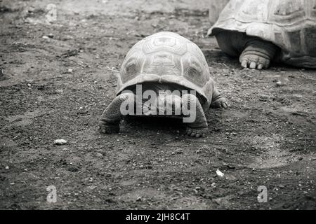 A grayscale of a giant tortoise (Aldabrachelys gigantea) on the ground ...