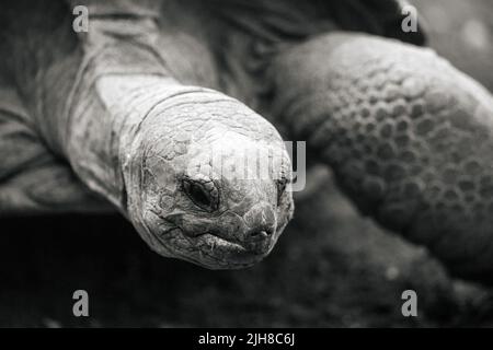 A grayscale of a giant tortoise (Aldabrachelys gigantea) on the ground ...
