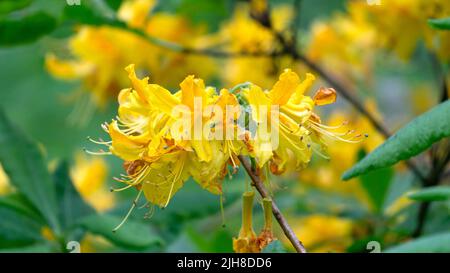 Azalea bushes with pale yellow flowers in a city park Stock Photo - Alamy