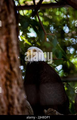 Vertical shot of a bald eagle perched on a tree branch in a zoo under ...