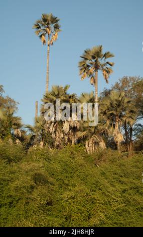 Bank of the Gambia River. Niokolo Koba National Park. Tambacounda ...