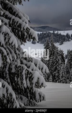 Vertical shot of pine trees covered in snow on a winter day Stock Photo ...