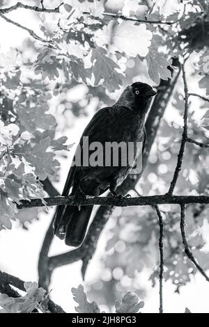 A vertical shot of a western jackdaw (Coloeus monedula) perched on a ...