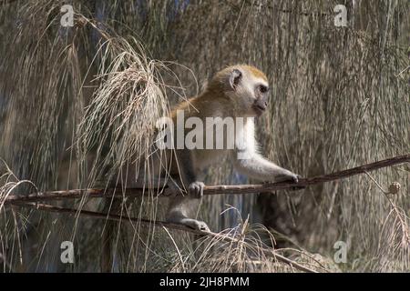 The green monkey (Chlorocebus sabaeus), also known as the sabaeus ...