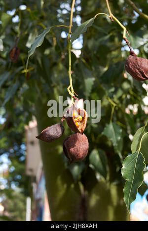 kurrajong, Brachychiton populneus, seeds and leaves, urban tree Stock ...