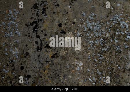 Crustose lichens growing on a raw concrete wall Stock Photo - Alamy