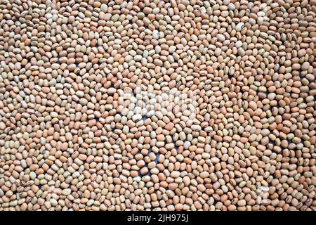 Raw whole dried Cowpea beans Stock Photo - Alamy