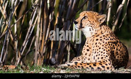 portrait of chetah relaxing Stock Photo - Alamy