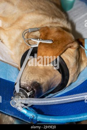 Dog under general anesthesia lying on the veterinary operation table ...