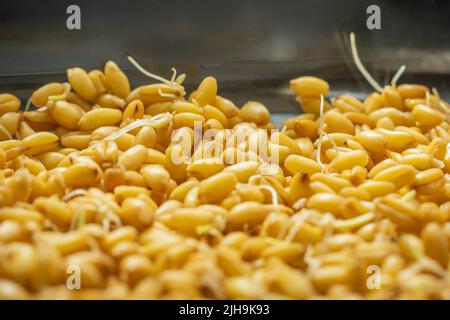 germinated wheat grain sprouts texture background flat overhead view ...