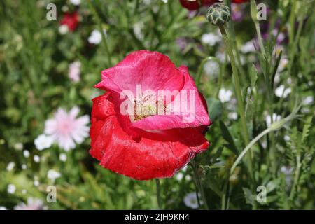Beautiful pink poppy taken from above surrounded by green foliage Stock ...