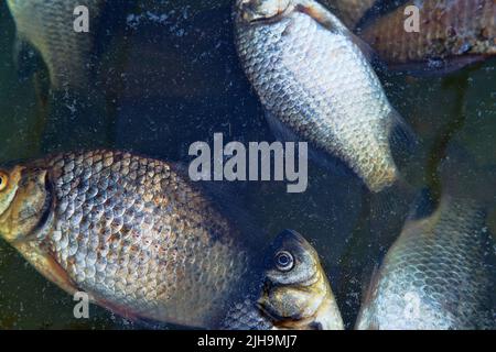 Dead fish on the pond, mass poisoning. light fish carp on dark ...