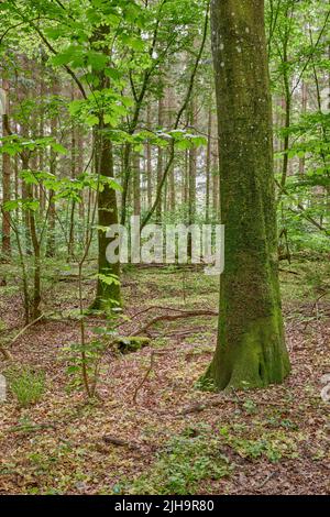 Magical view of forest and trees during the sunset. Soft light and ...