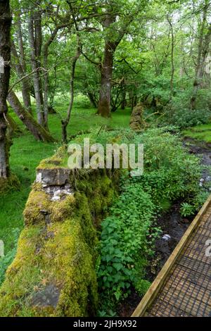 Medieval moss covered estate walls of the Dinfwr Castle at Dinefwr Park ...