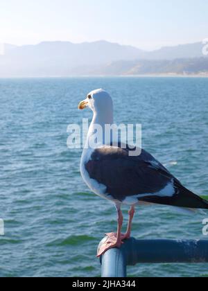 A white seagull standing towards the sea, surveying the horizon Stock ...