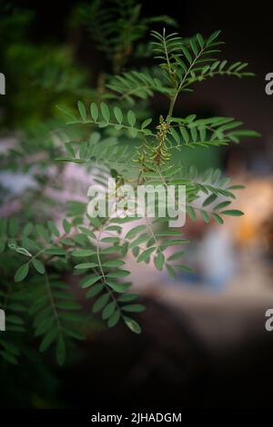 Nature Background, Indigofera tree, Indigo (Karm) in the garden Stock ...