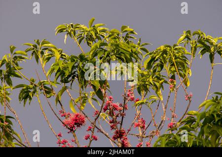 Pink flowers of Euodia (Melicope elleryana), the host plant for Ulysses ...