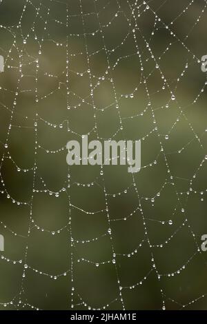 Large spider's web in Australian garden amongst shrubs. Oval, part ...
