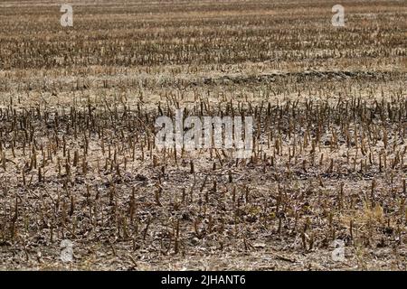 Full frame image of short cropped corn stubble after harvesting Stock ...