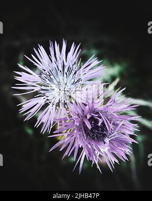 Galactites tomentosus, the purple milk thistle, is a biennial ...