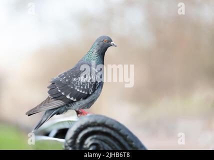 A closeup of a feral pigeon on a metal board near a damaged conrete ...